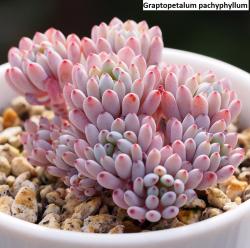 Graptopetalum pachyphyllum - 20 semenki