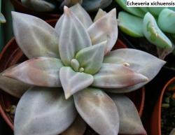 Echeveria xichuensis - 20 semenki