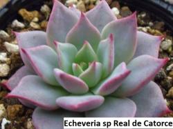 Echeveria sp Real de Catorce - 20 semenki