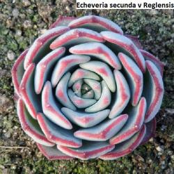 Echeveria secunda v Reglensis - 20 semenki