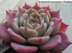 Echeveria secunda v Puebla - 20 semenki
