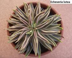 Echeveria lutea - 20 semenki