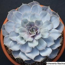 Echeveria liliacina - 20 semenki