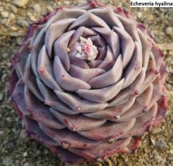 Echeveria hyalina - 20 semenki