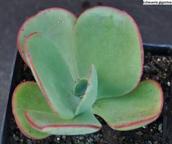 Echeveria gigantea - 20 semenki