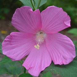 Hibiscus moscheutos pink 10 semenki