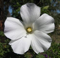Hibiscus moscheutos white 10 semenki