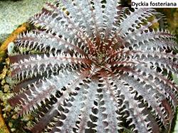 Dyckia fosteriana - 10 semenki