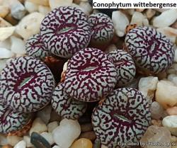 Conophytum wittebergense - 10 semenki