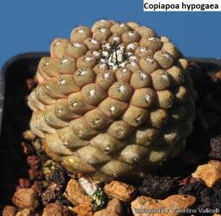 Copiapoa hypogaea - 10 semenki