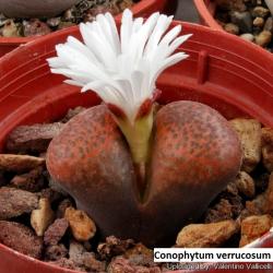 Conophytum verrucosum - 10 semenki