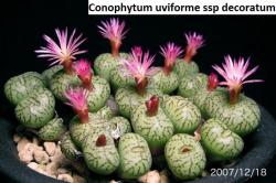 Conophytum uviforme ssp decoratum - 10 semenki