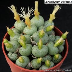 Conophytum uviforme - 10 semenki