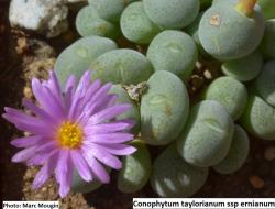 Conophytum taylorianum ssp ernianum- 10 semenki