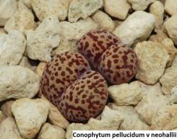 Conophyitum pellucidum v neohalii - 10 semenki