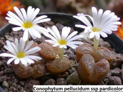 Conophytum pellucidum ssp pardicolor - 10 semenki