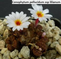 Conophytum pellucidum ssp lilianum - 10 semenki