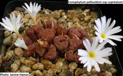 Conophytum pellucidum ssp cupreatum - 10 semenki