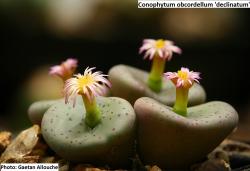 Conophytum obcordellum declinatum - 10 semenki