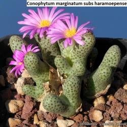 Conophytum marginatum ssp haramoepense - 10 semenki
