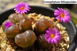 Conophytum lithopsoides - 10 semenki