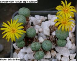 Conophytum flavum novicium - 10 semenki