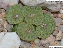 Conophytum angelicae - 10 semenki