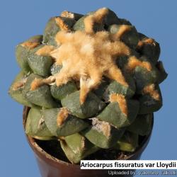 Ariocarpus fissuratus var Lloydii- 10 semenki