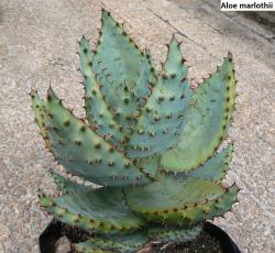 Aloe marlothii - 5 semenki