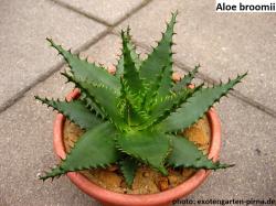 Aloe broomii - 5 semenki