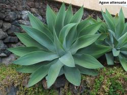 Agave attenuata- 10 semenki