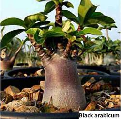 Adenium arabicum with black skin - 5 semenki
