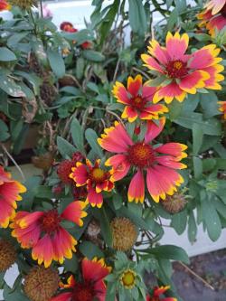 GAILLARDIA Pulchella - niska - 100 semena