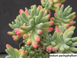 Sedum pachyphyllum - 20 semenki