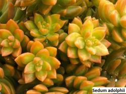 Sedum Adolphii - 20 semenki