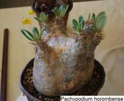 Pachypodium horombense - 5 semenki