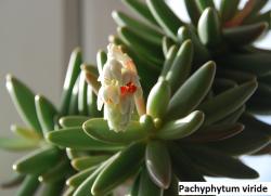 Pachyphytum viride - 20 semenki