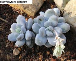 Pachyphytum oviferum - 20 semenki