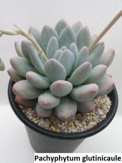 Pachyphytum glutinicaule - 20 semenki