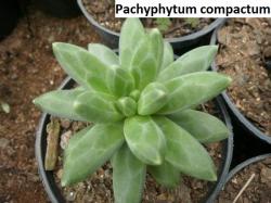 Pachyphytum compactum - 20 semenki