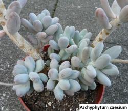 Pachyphytum caesium - 20 semenki