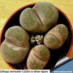 Lithops terricolor cv Silver Spurs - 20 semenki