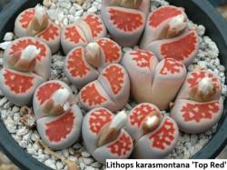 Lithops karasmontana /Top Red/ - 20 semenki