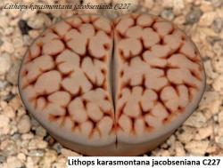 Lithops karasmontana jacobseniana C227 - 20 semenki