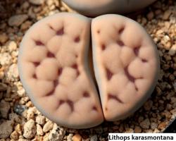 Lithops karasmontana - 20 semenki