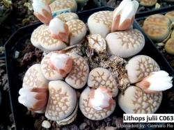 Lithops julii C063- 20 semenki