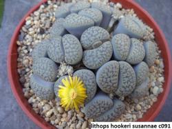 Lithops hookeri v Susannae C091 - 20 semenki