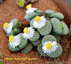 Lithops fulviceps Aurea C363 - 20 semenki