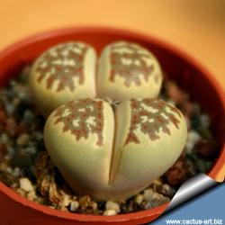 Lithops dorotheae /C300/ - 20 semenki