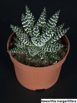 Haworthia pumila - 10 semenki